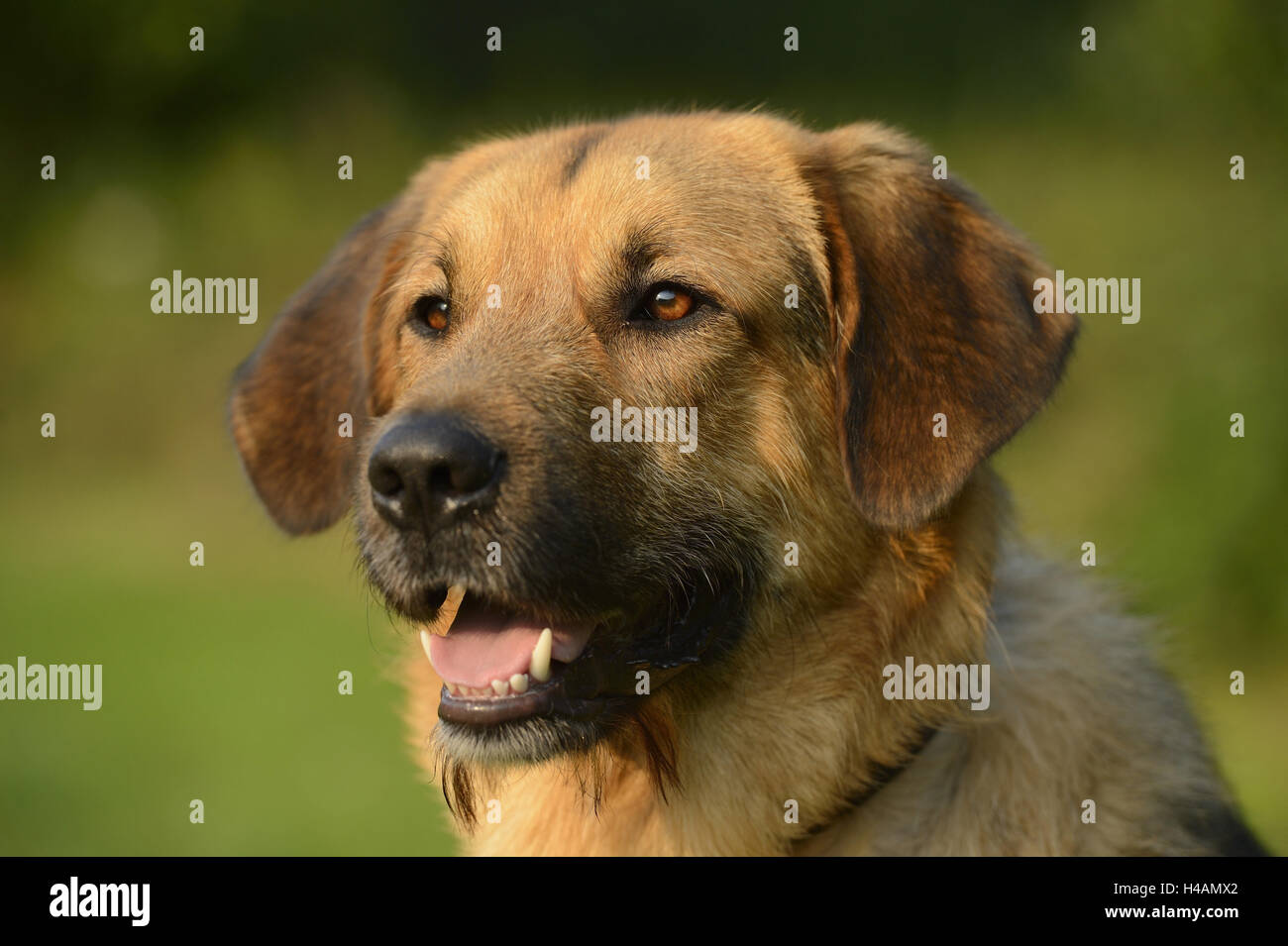 Hybrid dog, portrait Stock Photo - Alamy