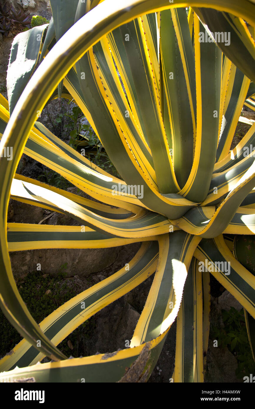 Monaco, plants in the exotic garden Stock Photo - Alamy