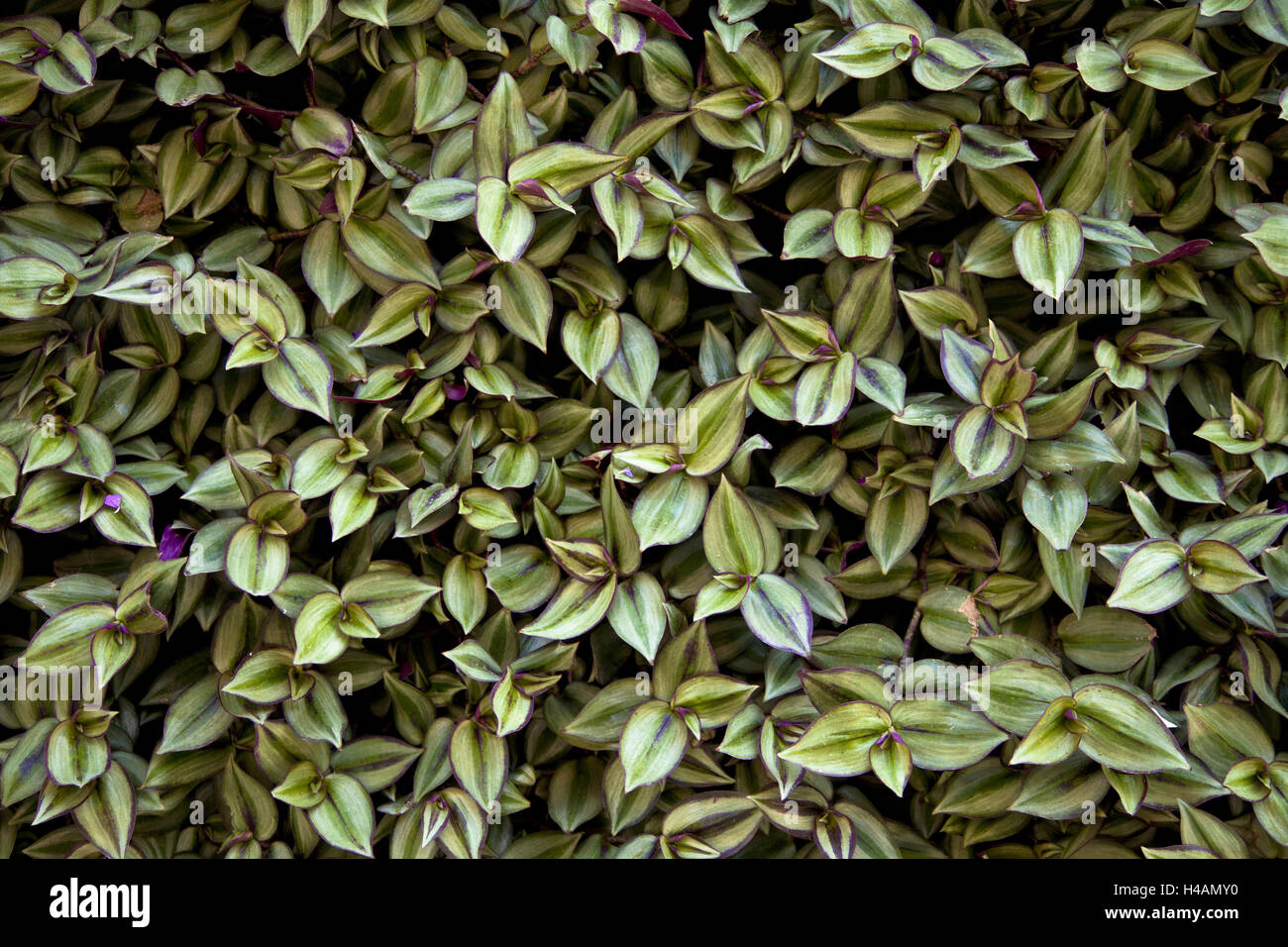Monaco, plants in a garden Stock Photo - Alamy