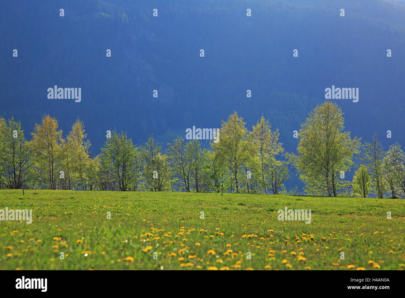 Italy, South Tirol, Vinschgau, scenery, spring Stock Photo - Alamy