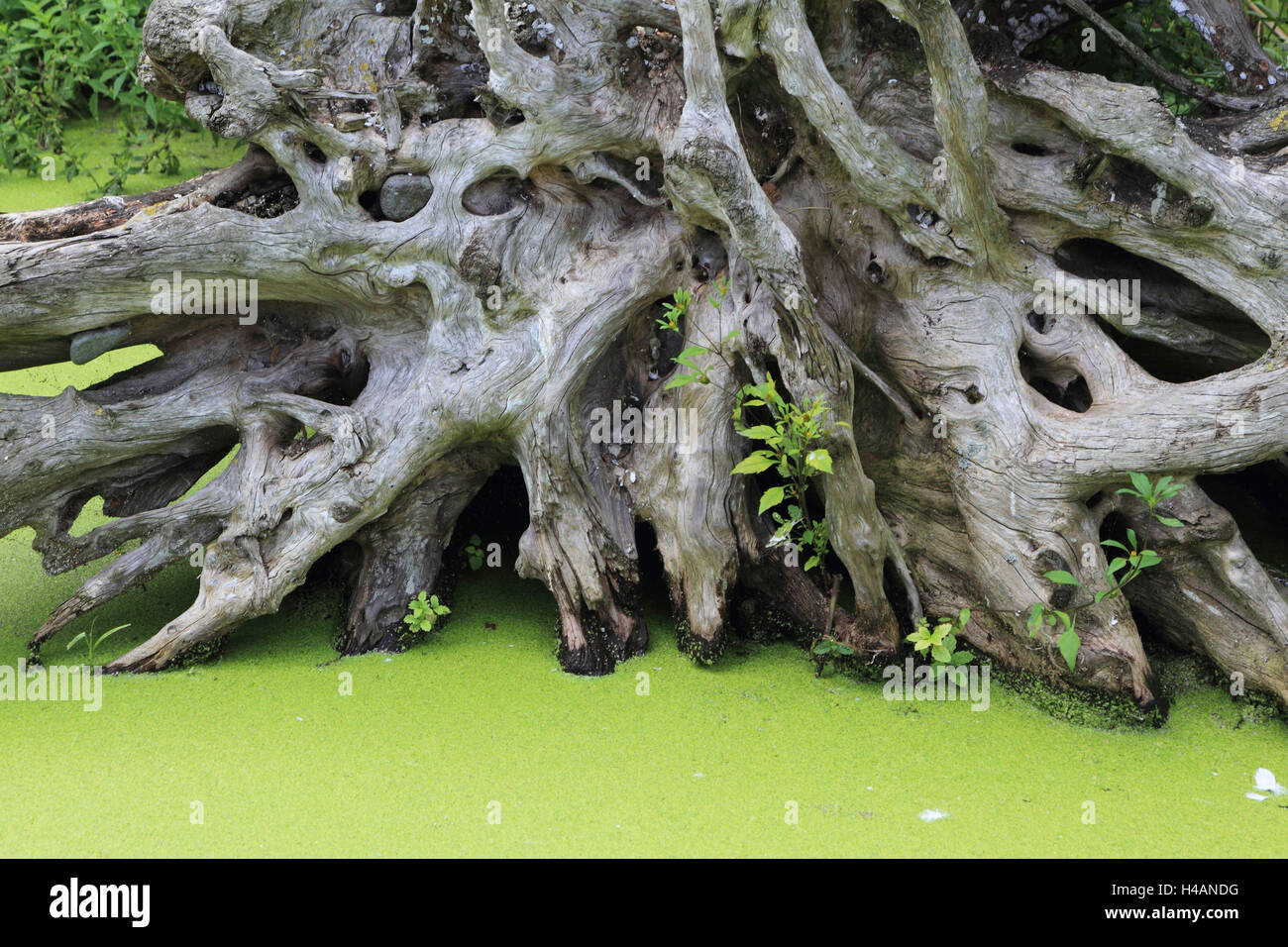 Tree stump in water hi-res stock photography and images - Alamy