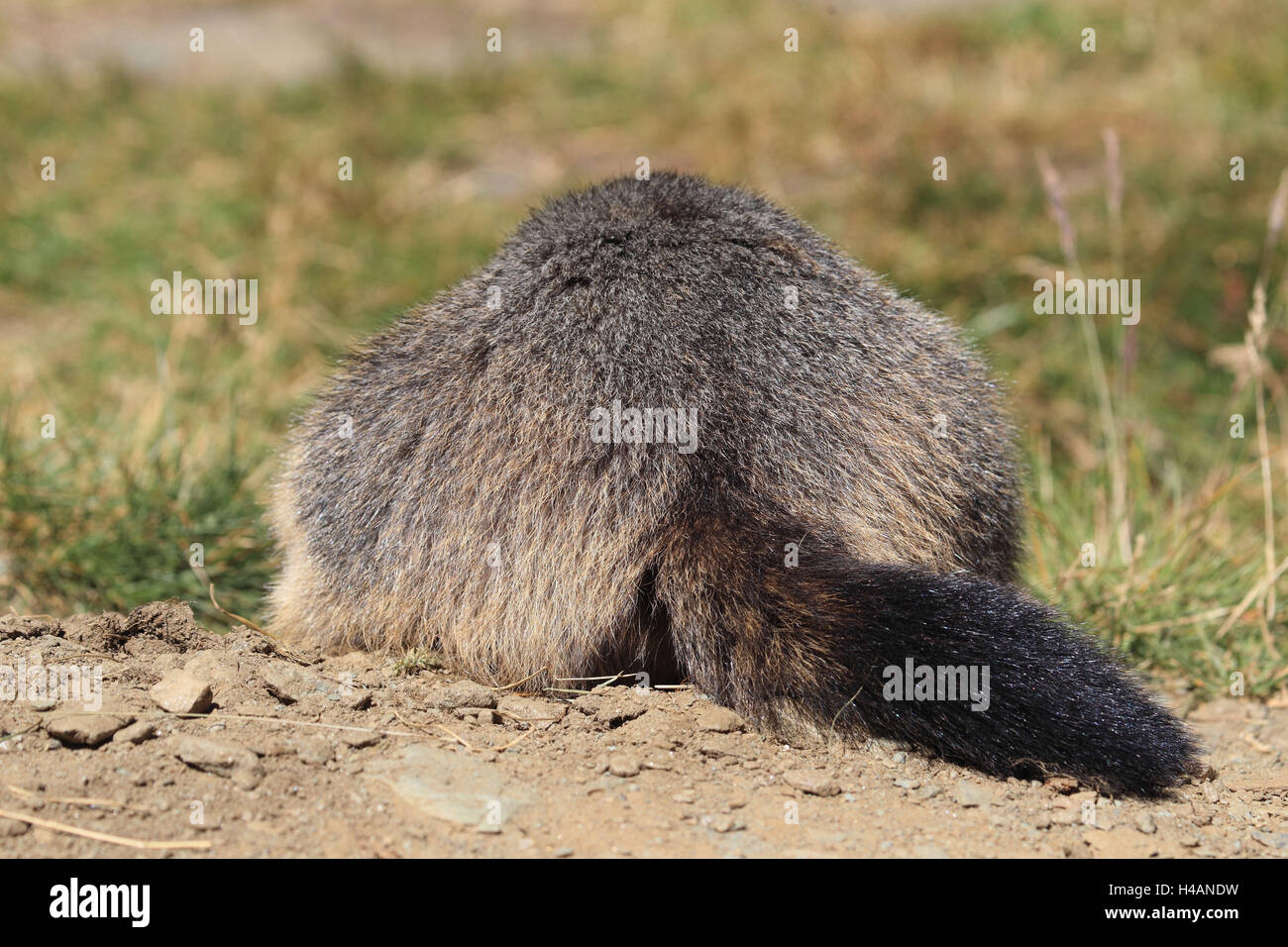 Alp groundhog from the back Stock Photo - Alamy