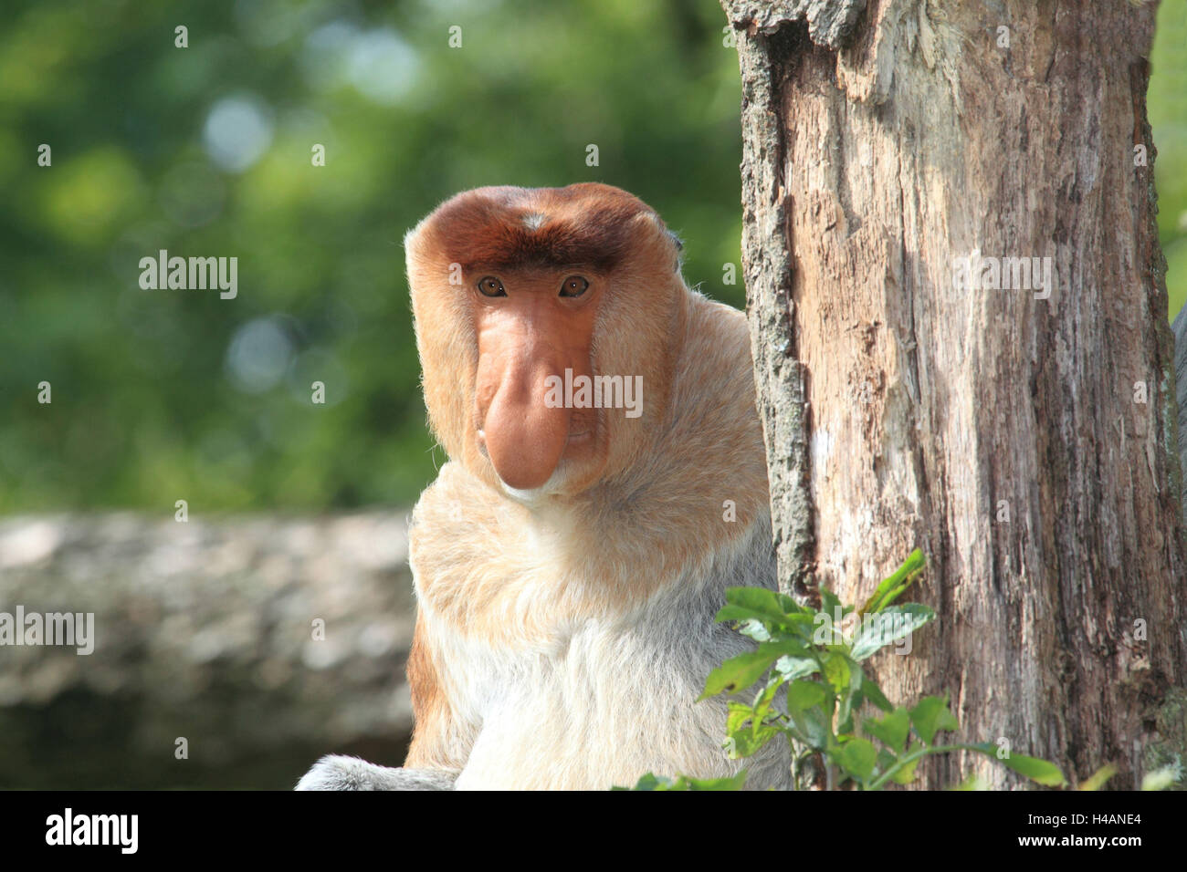 Proboscis monkey little man Stock Photo - Alamy