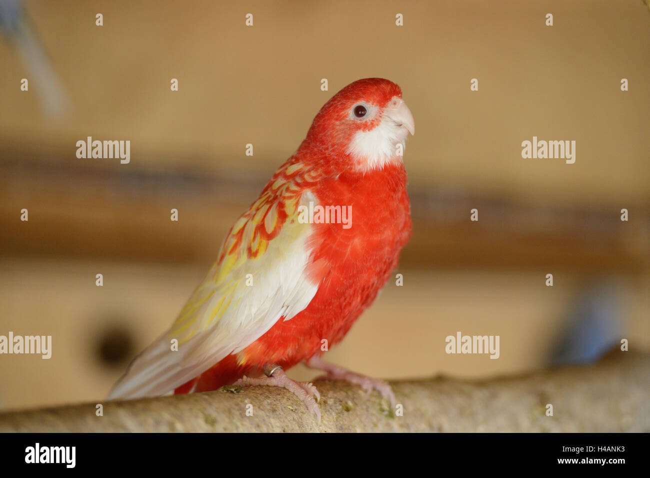 Red budgerigar hi-res stock photography and images - Alamy