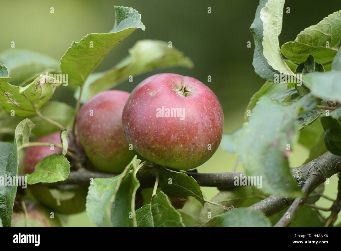 Cultural apples, Malus domestica, Pyrus malus, branch, hang, ripe Stock ...