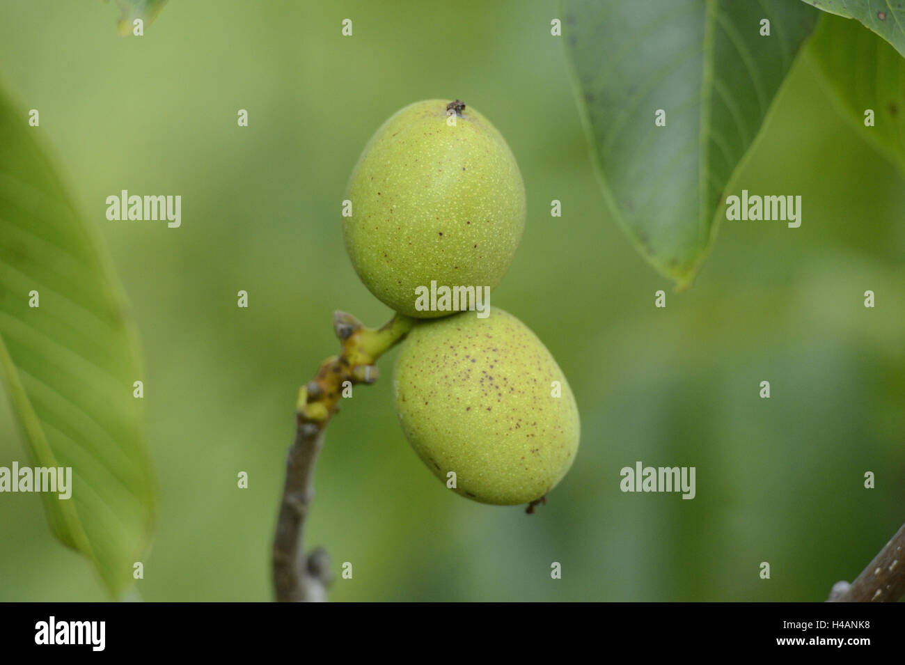 Real walnut, Juglans regia, fruits, branch, hang, immature Stock Photo ...