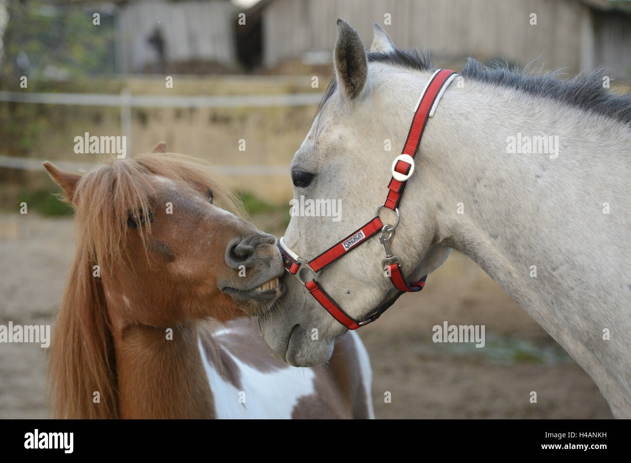 Horse, Quarab, portrait, frontal, looking at camera Stock Photo - Alamy