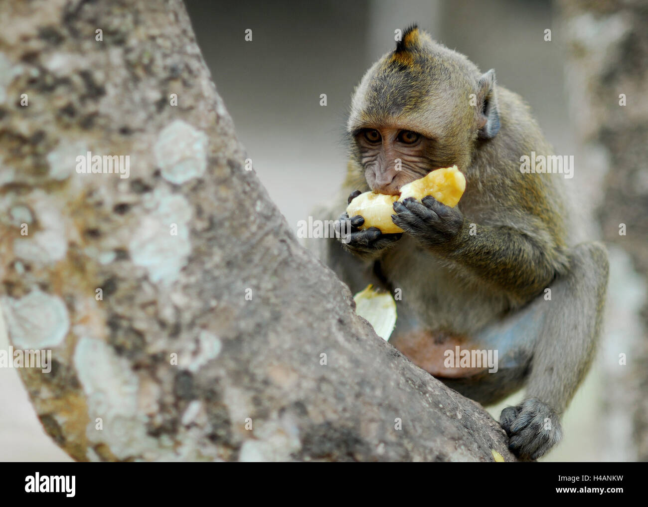 Banana tree trunk hi-res stock photography and images - Alamy