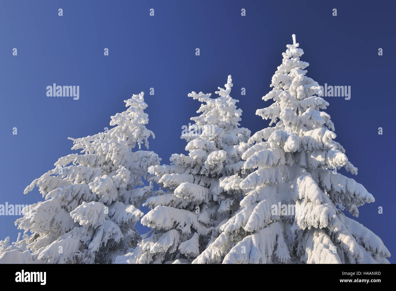 Snowy conifers, winters, snow head, mountain Gehl, Thuringia, Germany ...