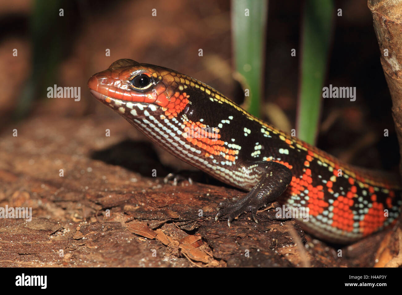 Riopa hi-res stock photography and images - Alamy