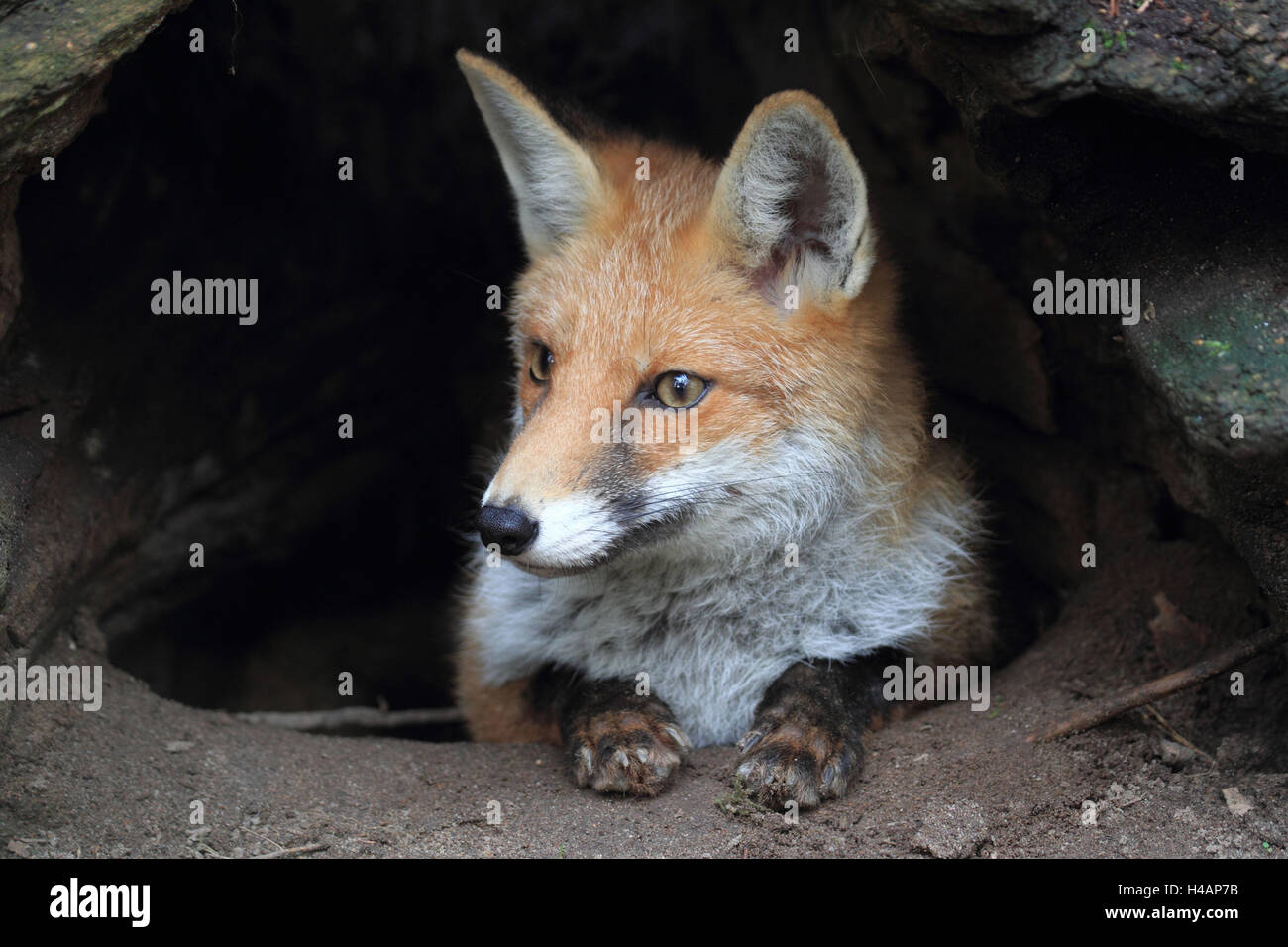 Red fox in the construction Stock Photo - Alamy