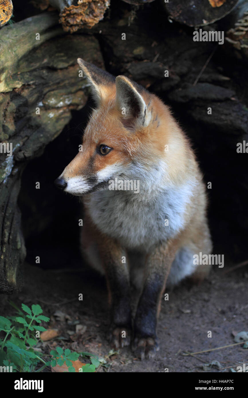 Red fox in tree hi-res stock photography and images - Alamy