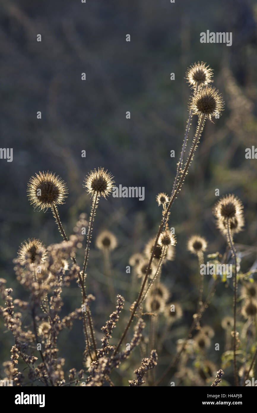 Burdocks hi-res stock photography and images - Alamy