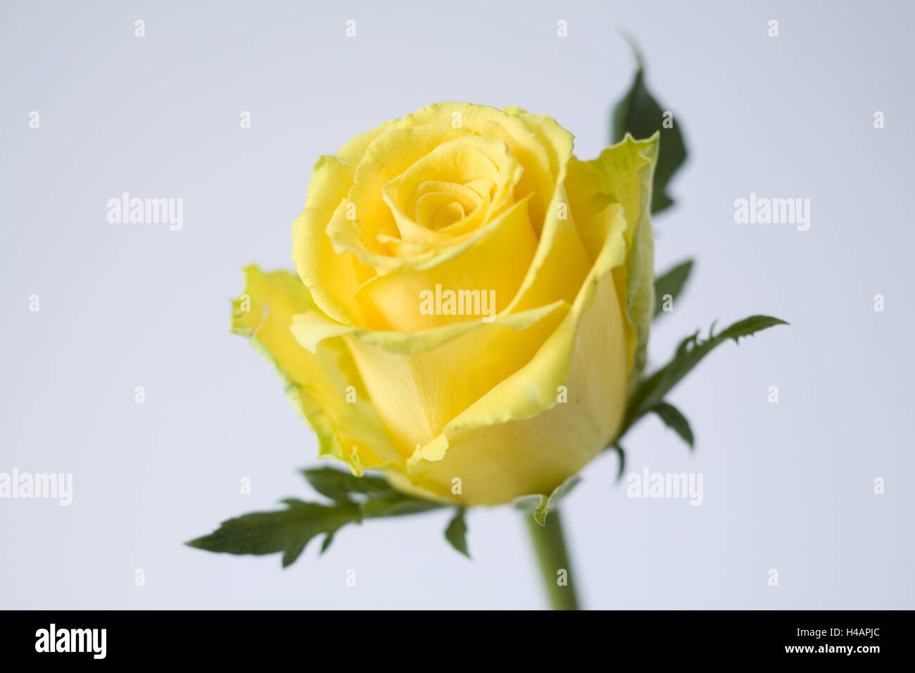 Yellow rose before white ground Stock Photo - Alamy