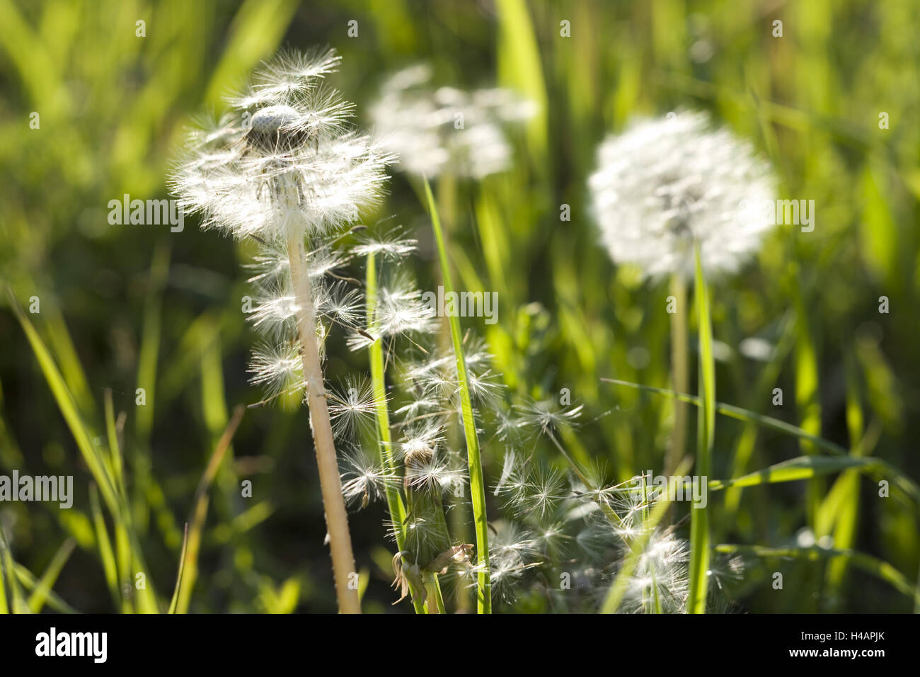 Meadow, puff's flowers, medium close-up Stock Photo - Alamy