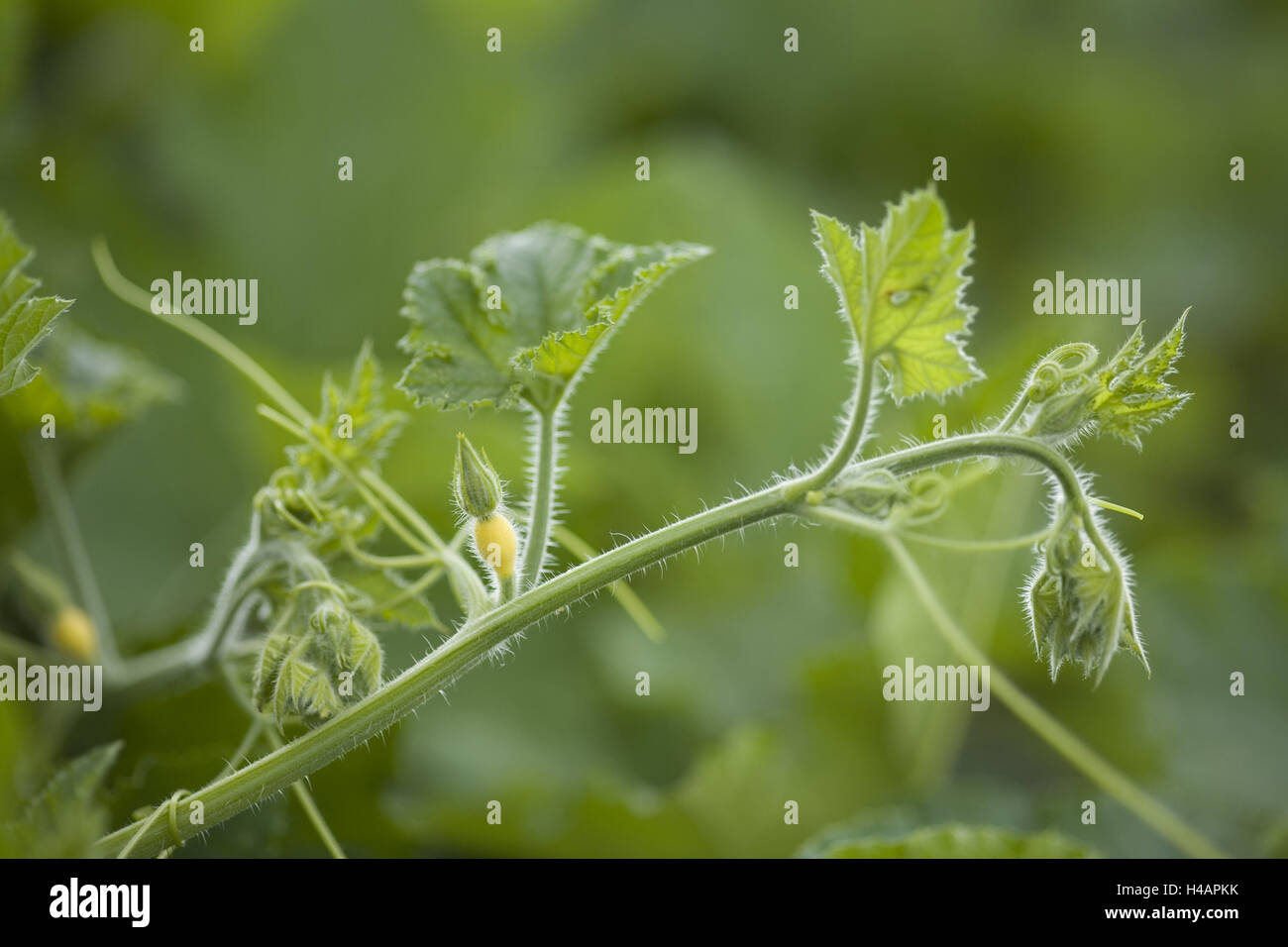 Pumpkin plant, instinct, buds, medium close-up Stock Photo - Alamy