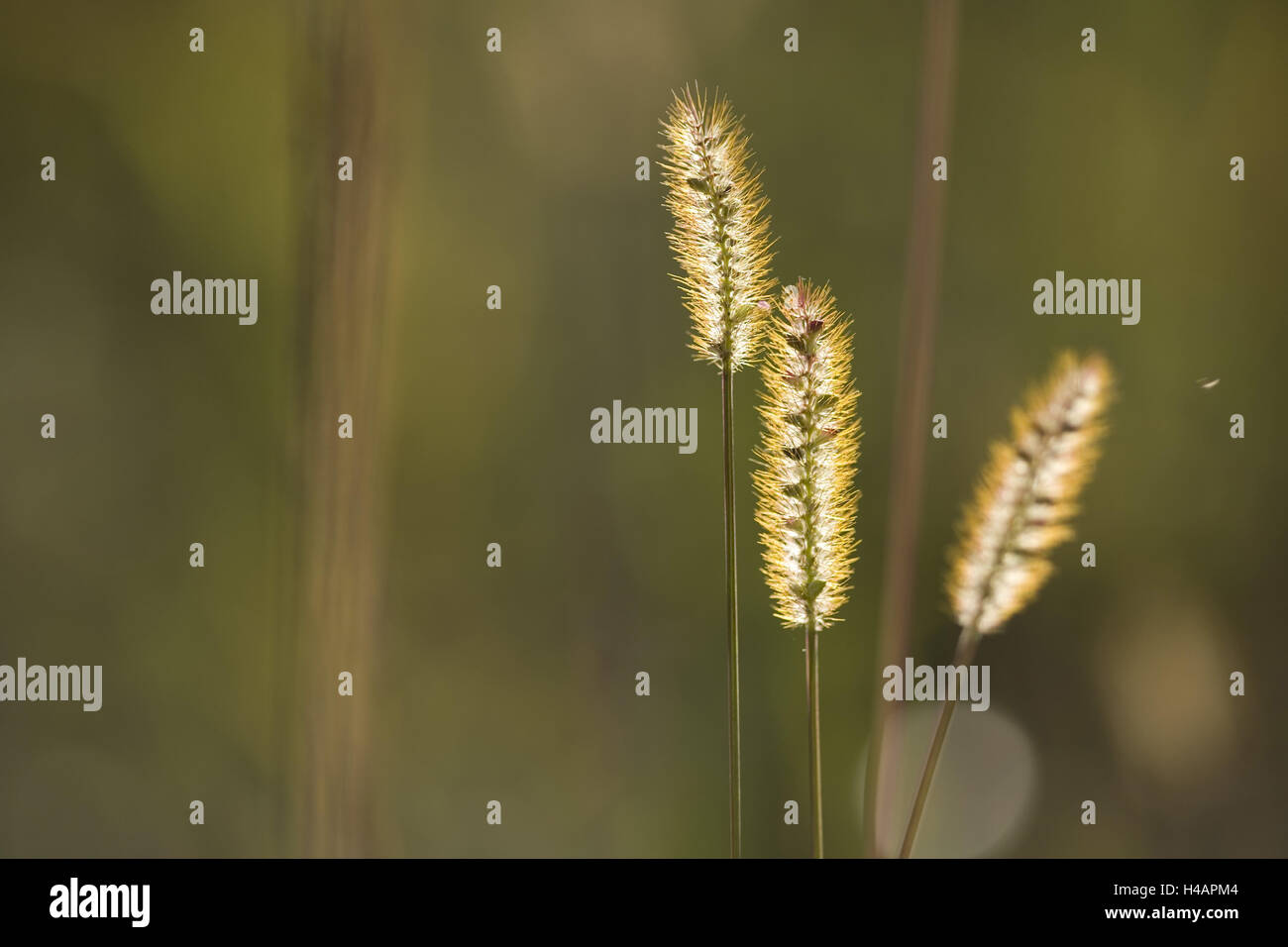 Light medium hi-res stock photography and images - Alamy
