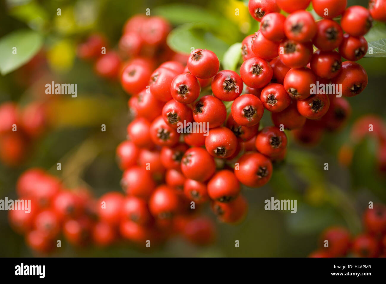 Firethorn Berries High Resolution Stock Photography and Images - Alamy