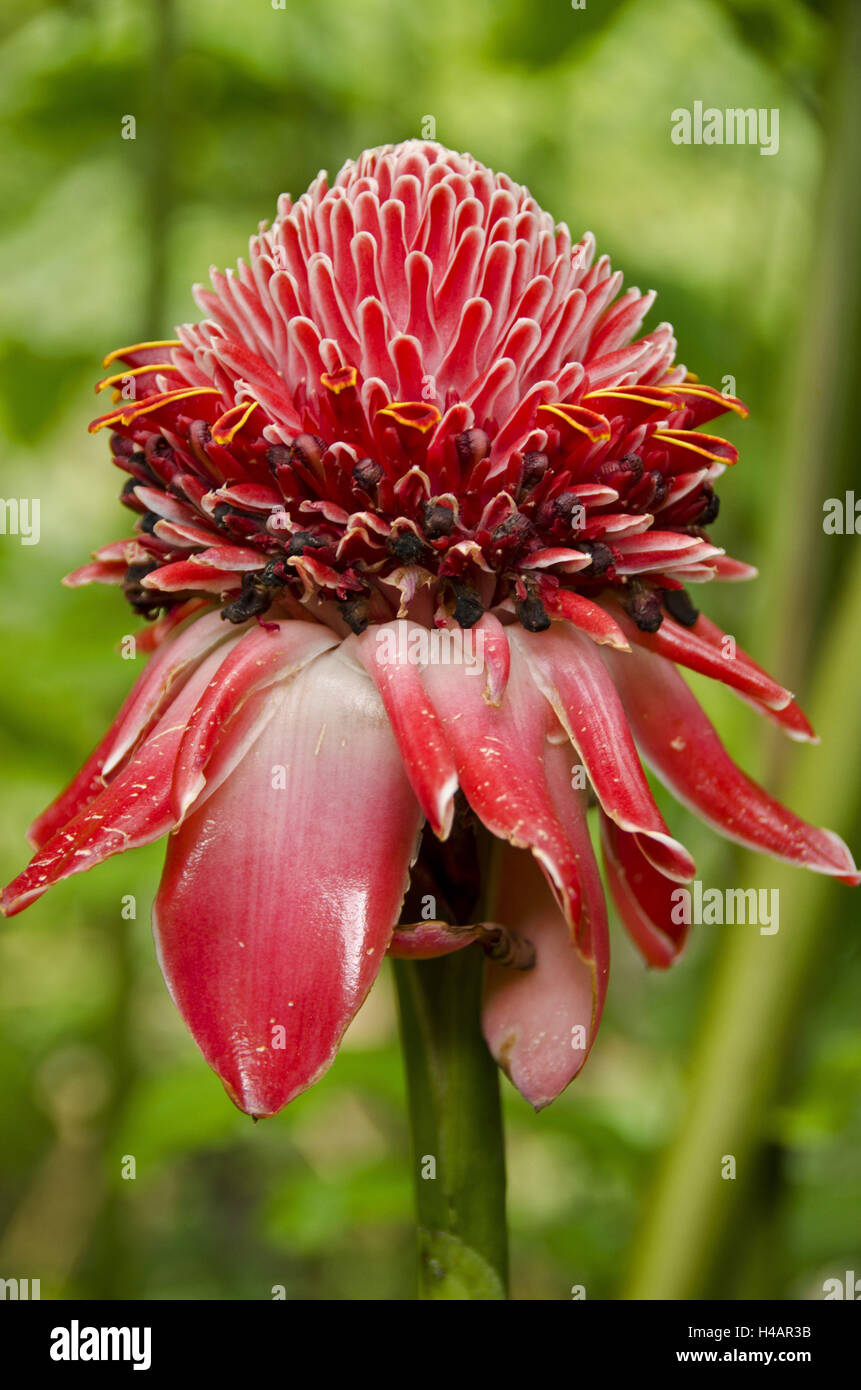 The Caribbean, Saint Vincent, torch ginger, blossom, medium close-up Stock Photo - Alamy