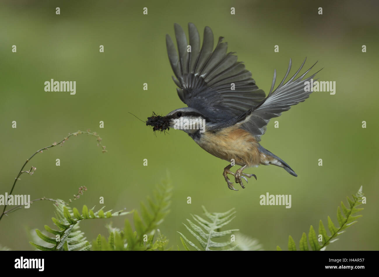 Nuthatch in nature hi-res stock photography and images - Alamy