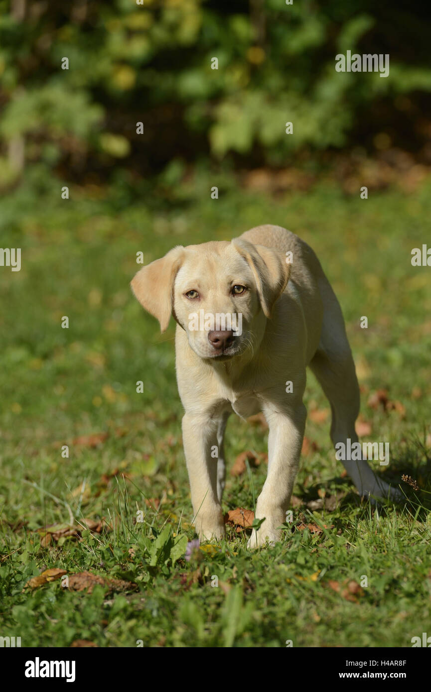 Labrador retrievers, puppy, meadow, stand, head-on, view camera Stock ...