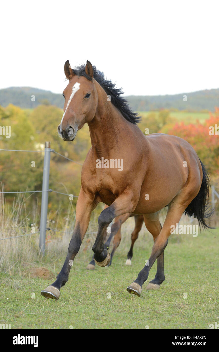 Horse, Bavarian warm blood, meadow, run, head-on, view camera Stock ...