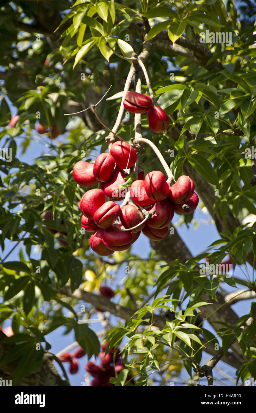 Nevis, botanical garden, wild almond tree Stock Photo - Alamy