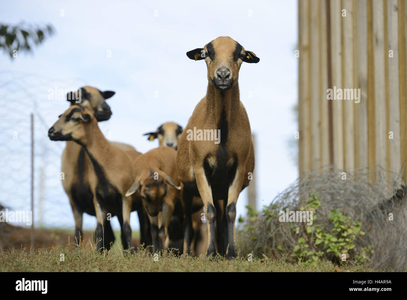 Cameroon sheep, meadow, stand, head-on, view camera Stock Photo - Alamy
