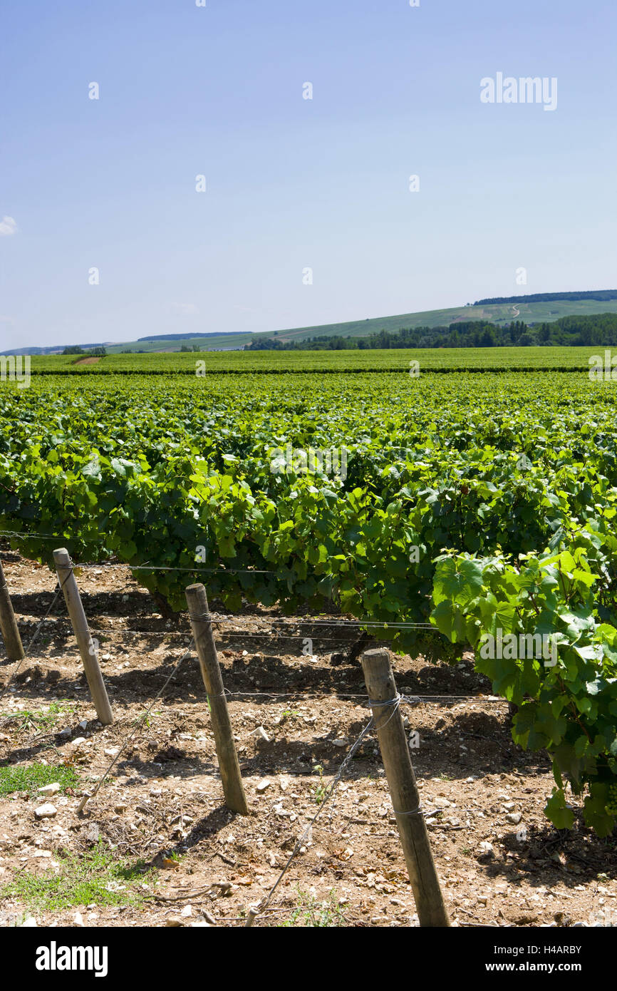 Chablis france vineyard hi-res stock photography and images - Alamy