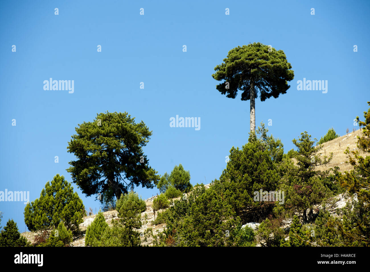 Turkey, province Icel (Mersin), near the village Gülek in the Taurus to ...