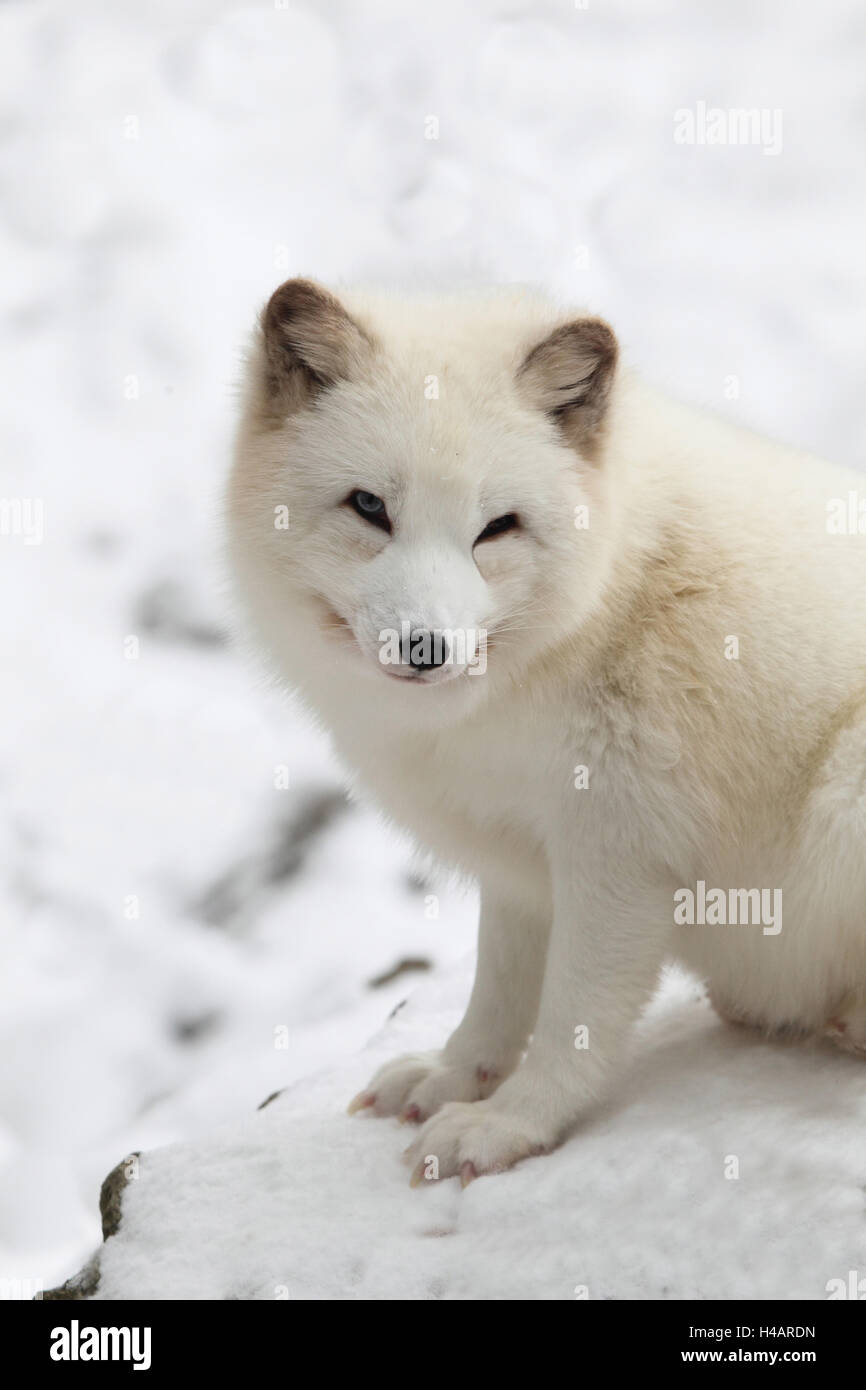 Fox winter close hi-res stock photography and images - Alamy