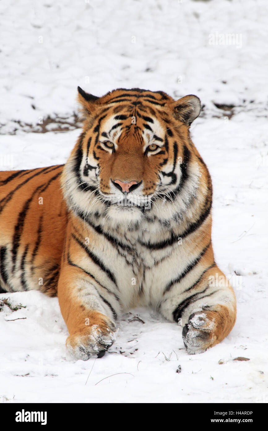 Siberian tiger in winter Stock Photo - Alamy