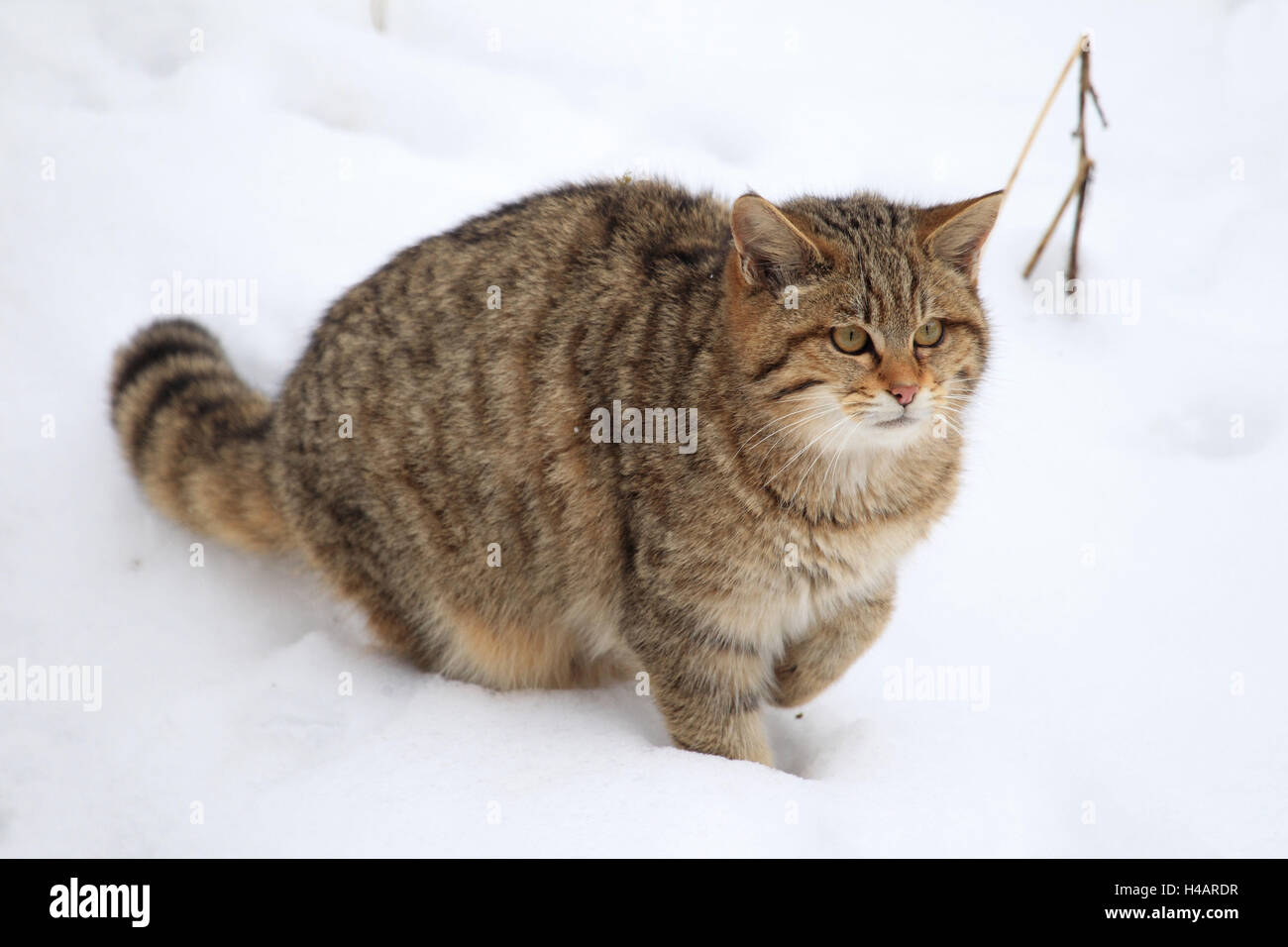 European wildcat in the snow Stock Photo - Alamy
