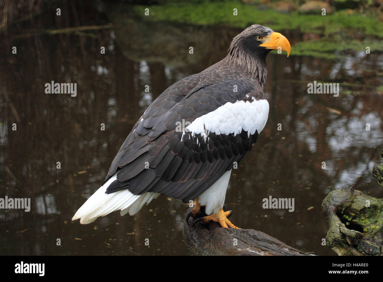 Gigantic lake eagle sits on an old tree Stock Photo - Alamy