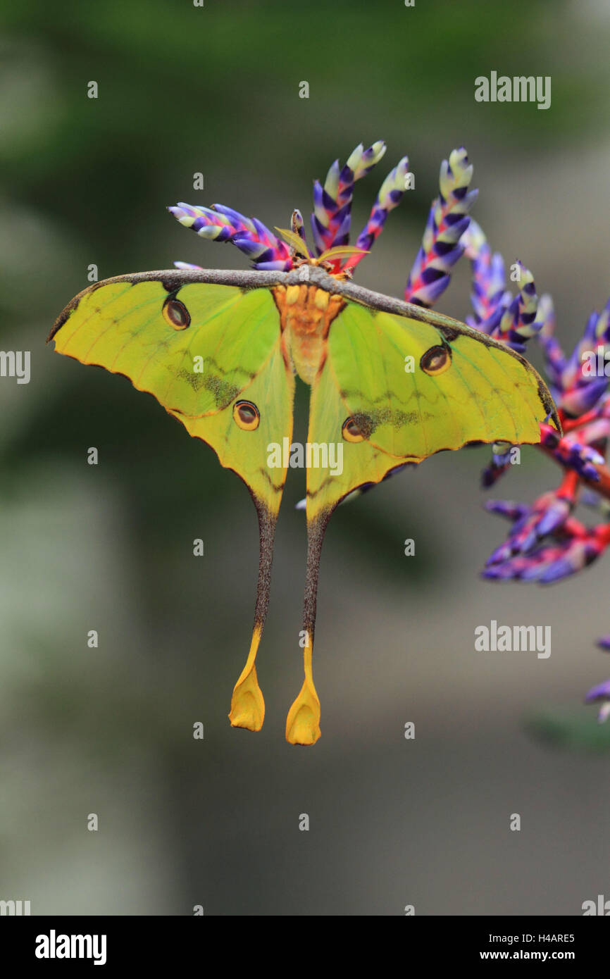 Comet moth hi-res stock photography and images - Alamy