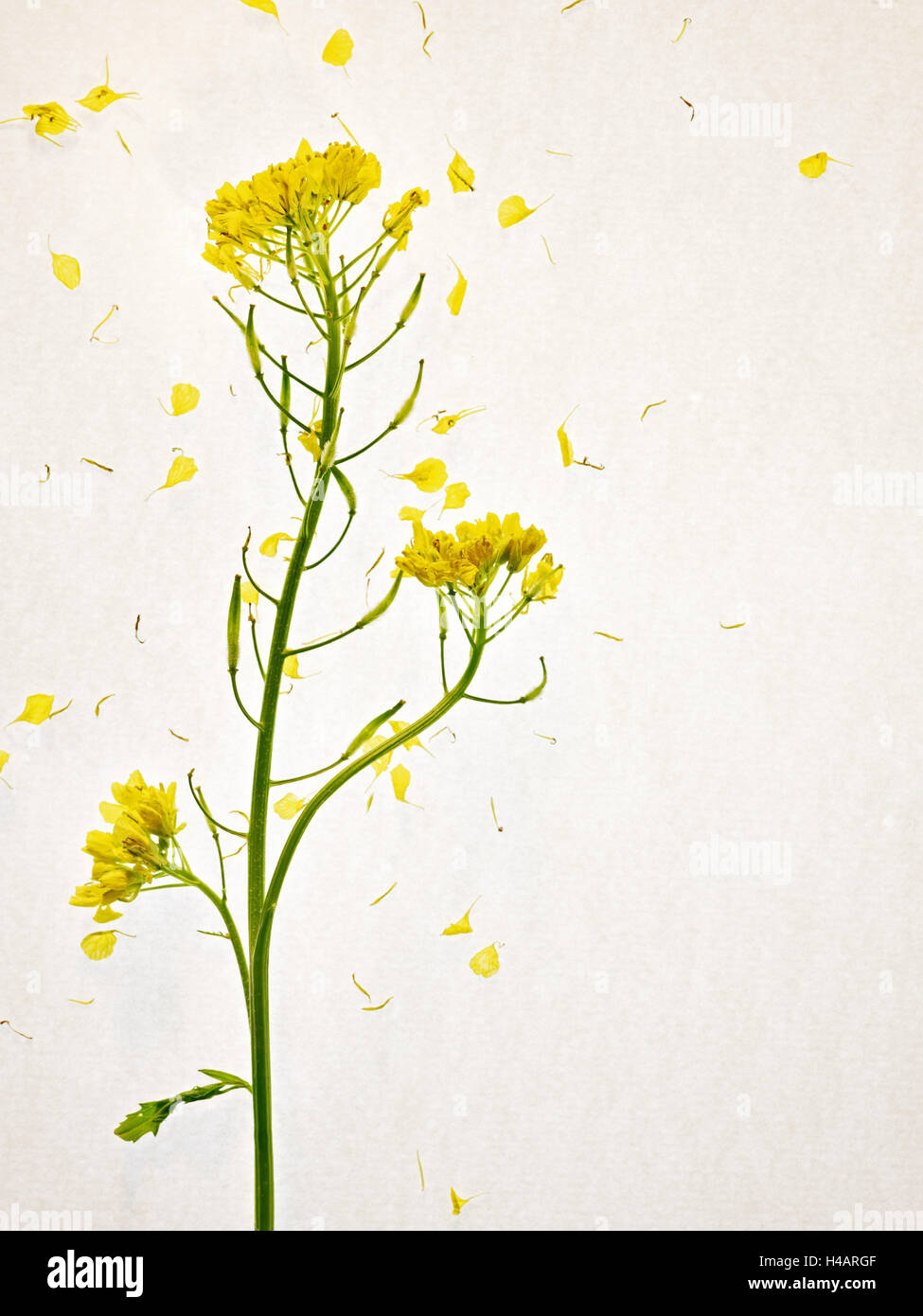 White Mustard Sinapis Alba Stock Photos & White Mustard Sinapis Alba ...