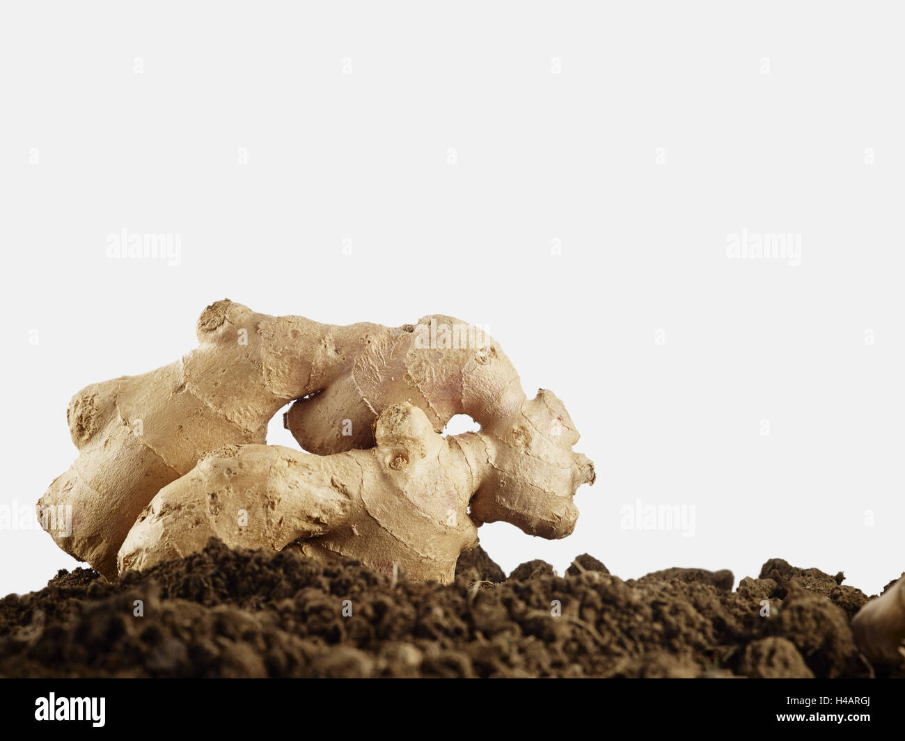 Ginger, ground, brown, nature, harvest, root, ginger root, Zingiber ...