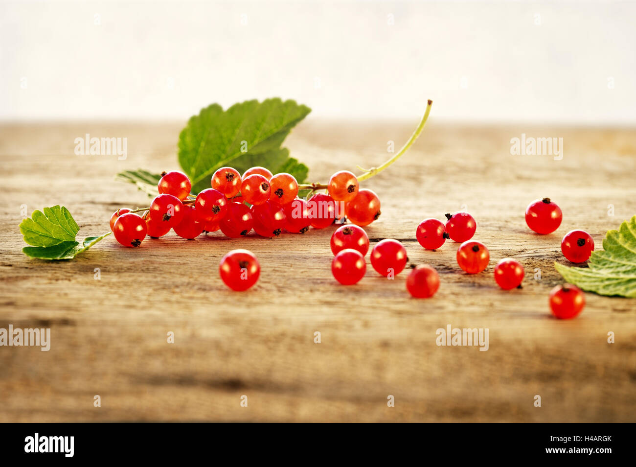 Red currant, Ribes rubrum, still life Stock Photo - Alamy
