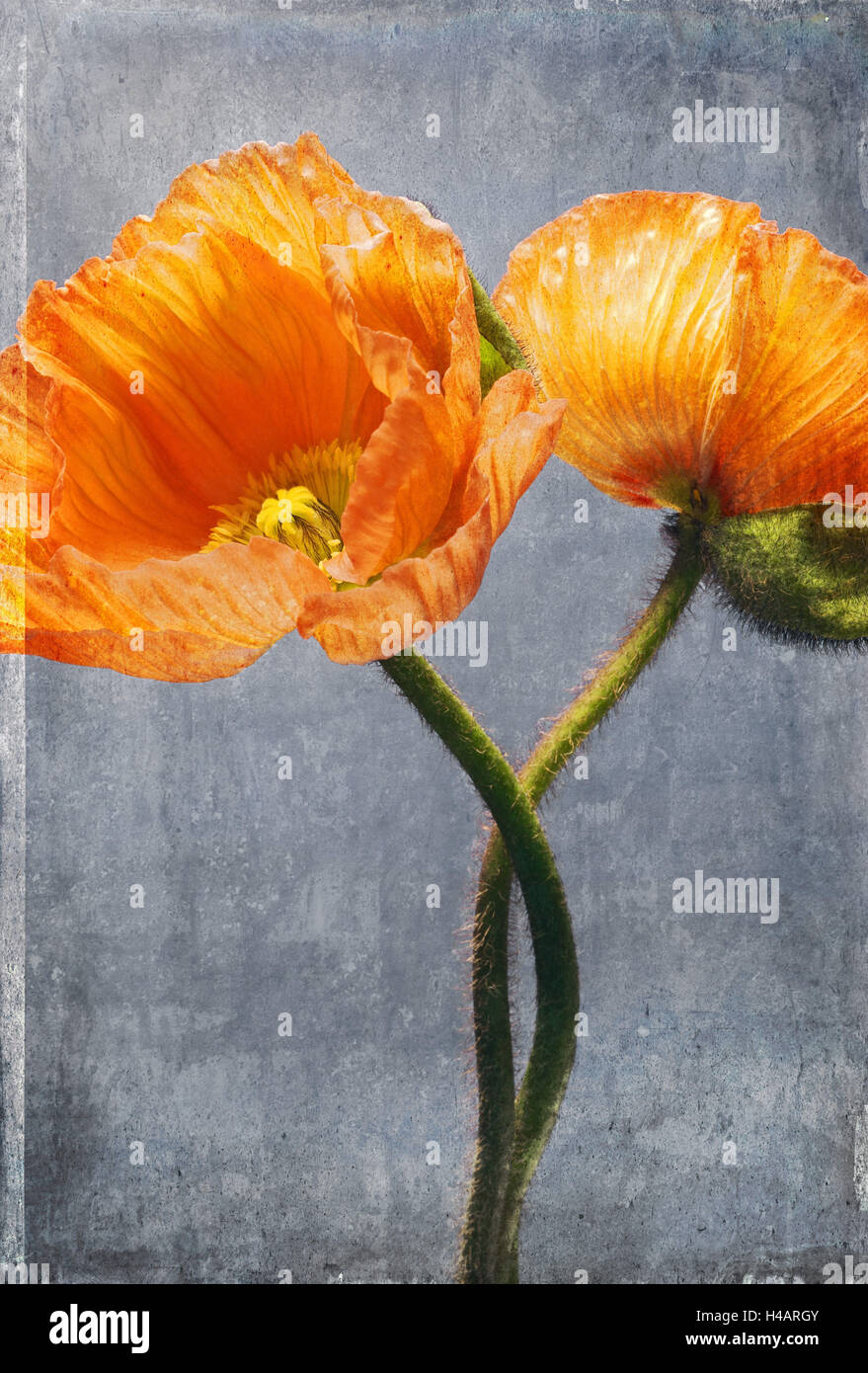 Poppy, blossoms, still life Stock Photo - Alamy