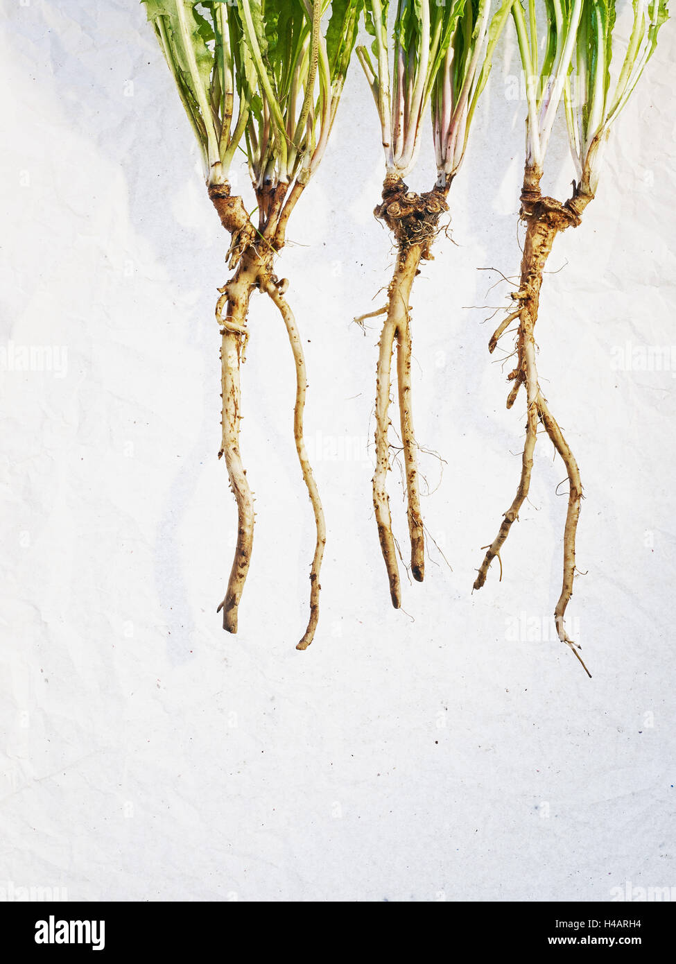 Dandelion, Taraxacum officinale, roots, ground, leaves, green, brown ...