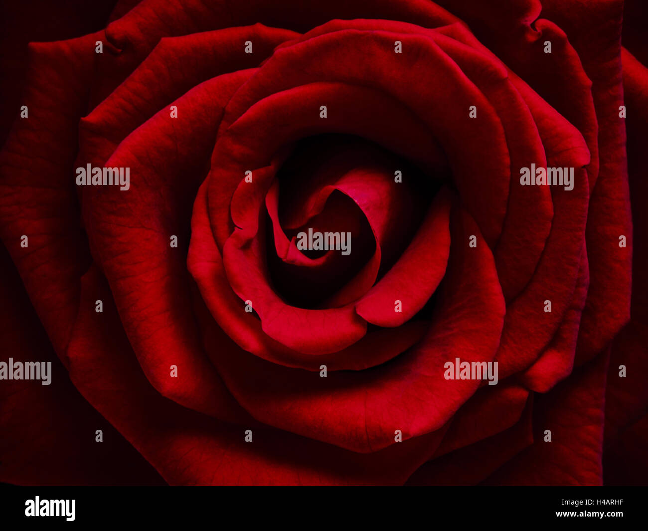 Red rose from above hi-res stock photography and images - Alamy