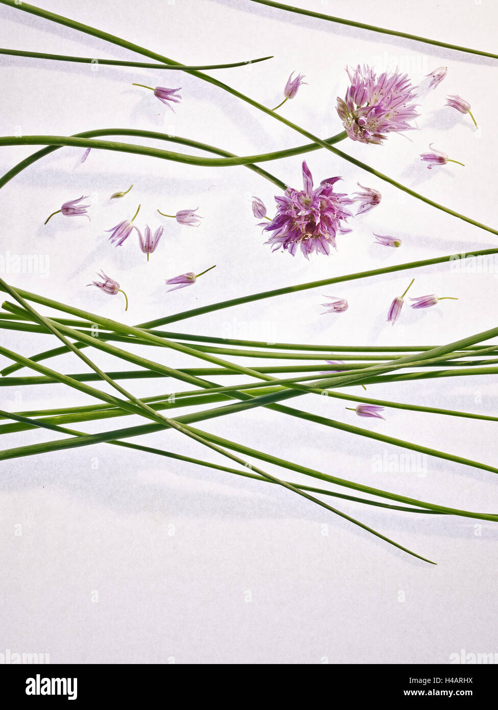 Chives, Allium, Allium schoenoprasum, stalks, green, blossoms, chives ...