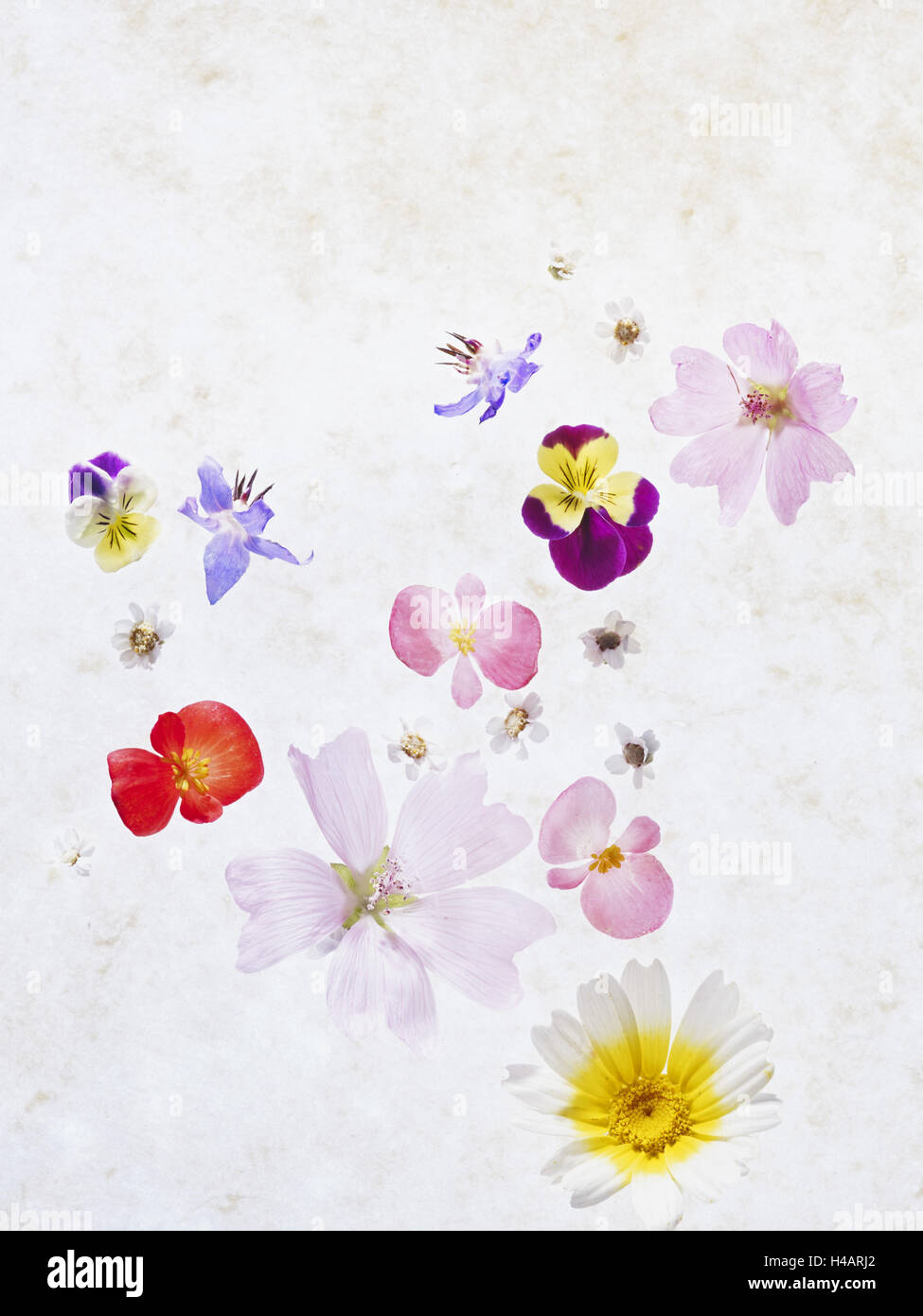 Blossoms, bright, different, still life Stock Photo - Alamy