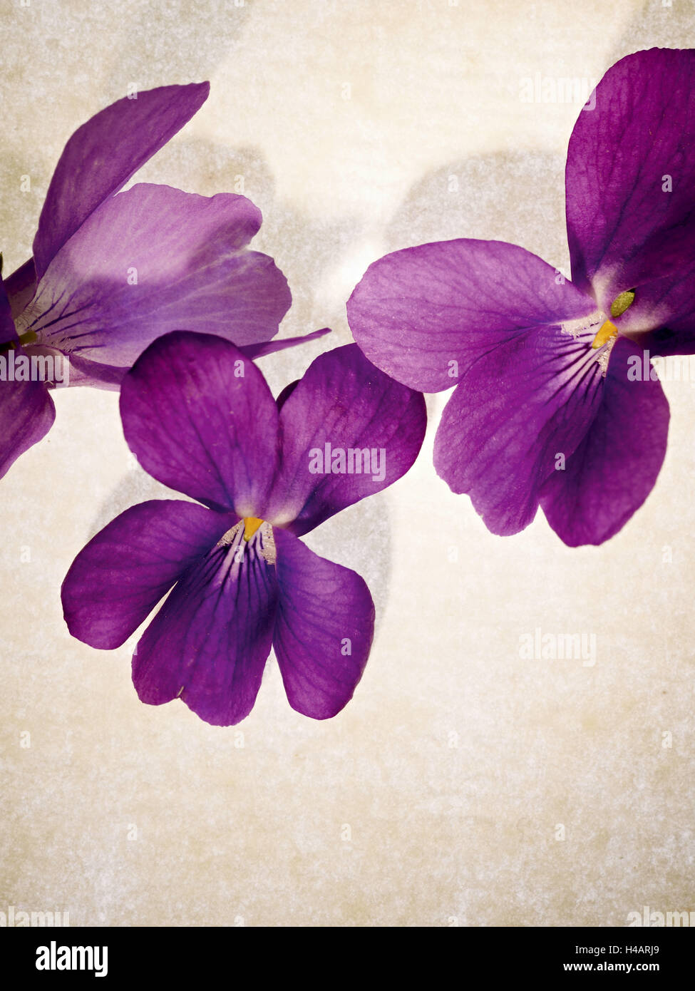 Sweet violets, violets, viola odorata, blossoms, violet Stock Photo - Alamy