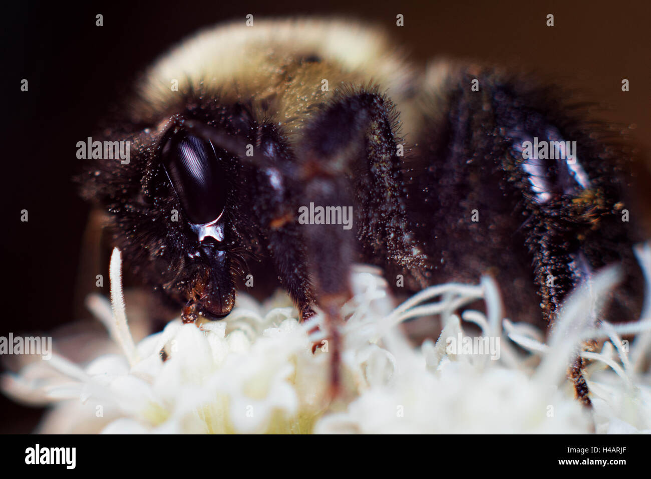Black Honey Bee High Resolution Stock Photography and Images - Alamy