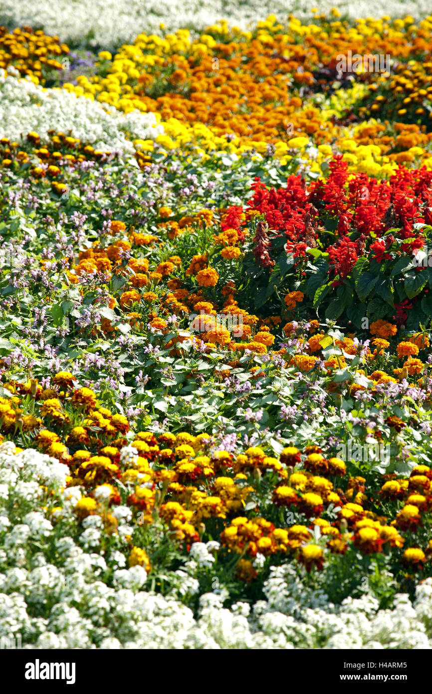 Flower, garden, bright, cottage gardens Stock Photo - Alamy