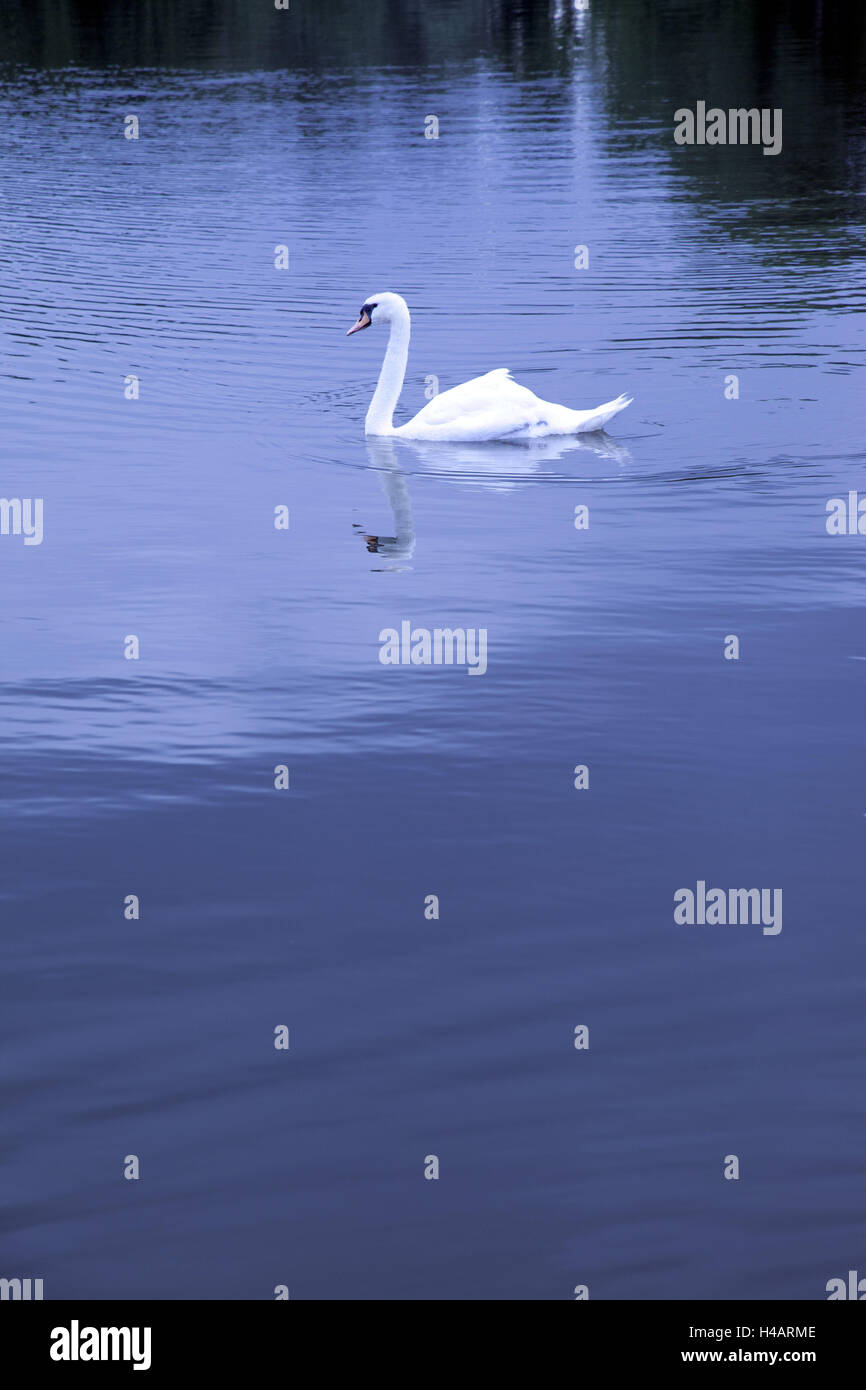 Nature, park, swan, pond Stock Photo - Alamy