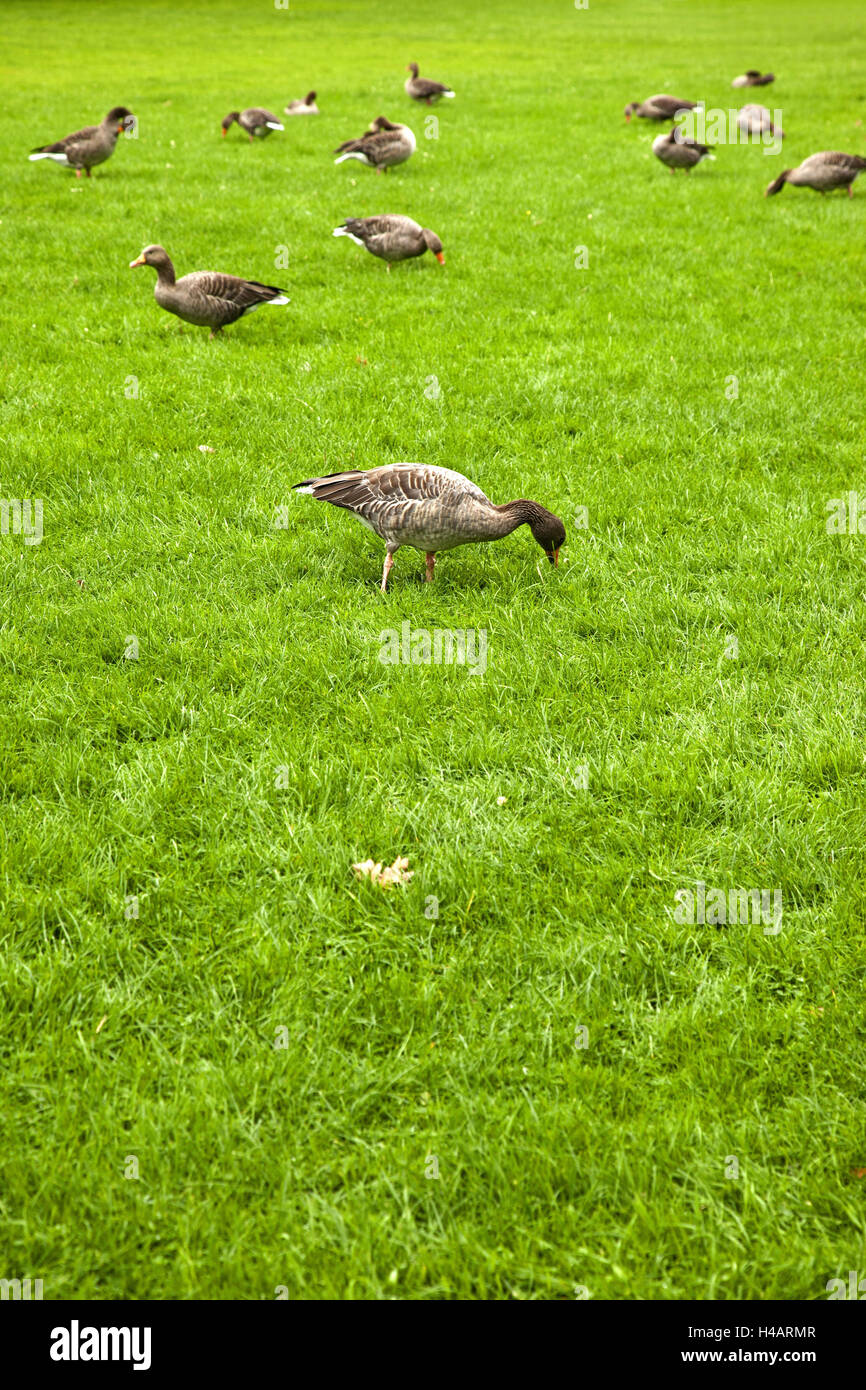 Nature, park, animals, birds Stock Photo - Alamy