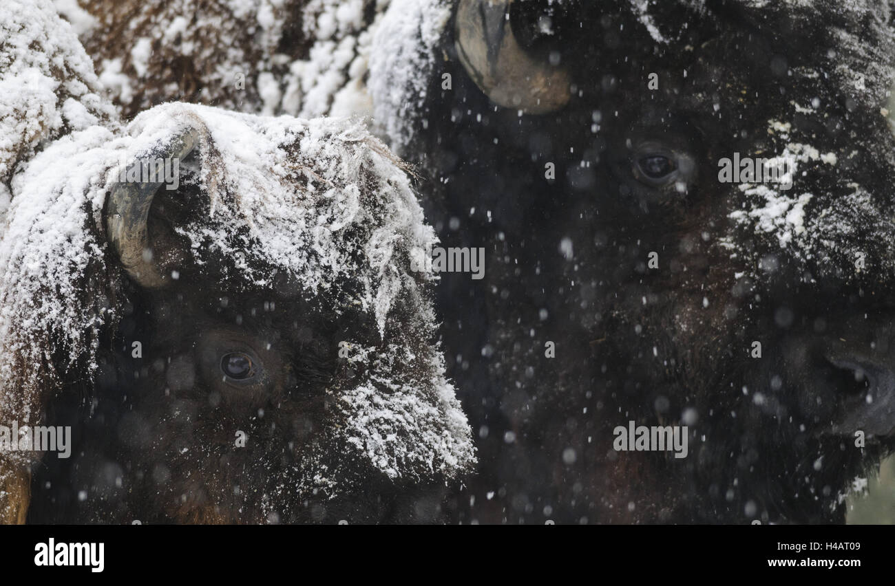 Male and female bison hi-res stock photography and images - Alamy