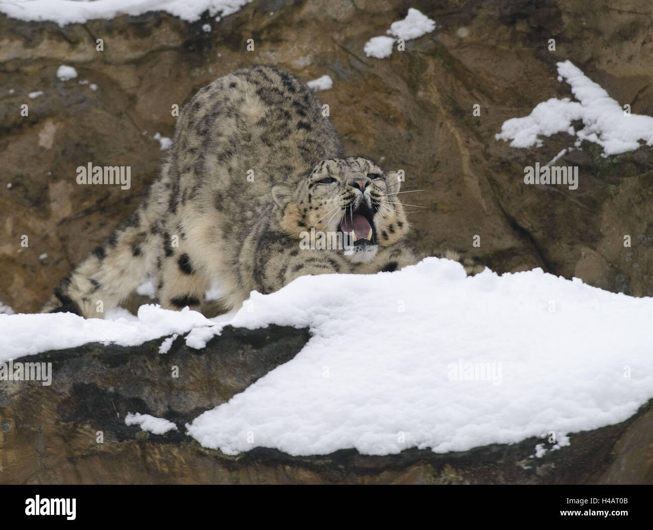 Snow leopard, Irbis, Panthera uncia, young animal, stretch, yawn Stock ...